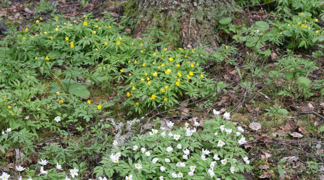 Kurdid, katalaanid, sõda ja raierahu | Teatritasku