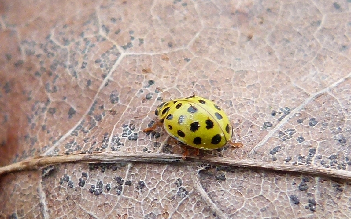 Kuidas ma liblikaga juttu ajasin? | Teatritasku